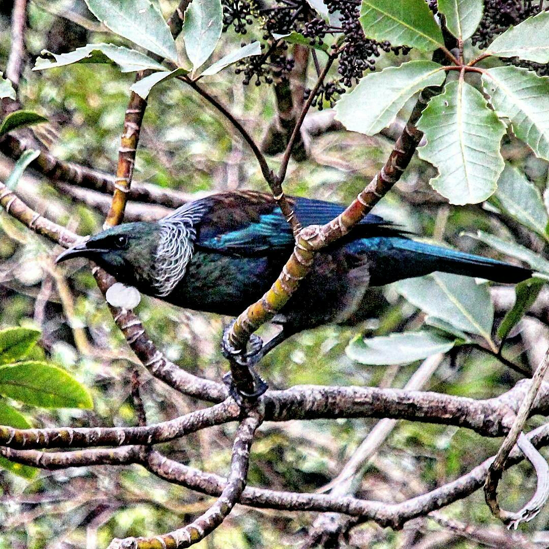 The search for New Zealand's native birds - Adam Constanza